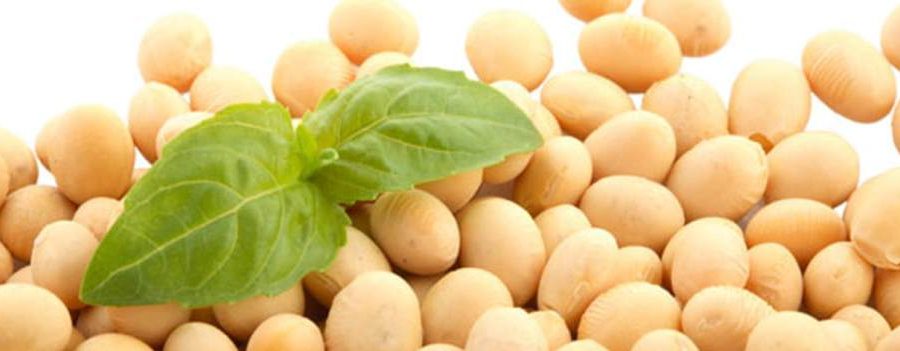 Conoce las propiedades de la soya — Radio Imagina