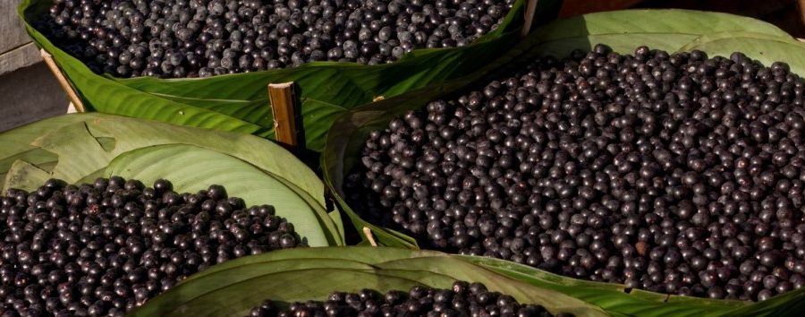 Acaí, el nuevo y tentador fruto tropical — Radio Imagina