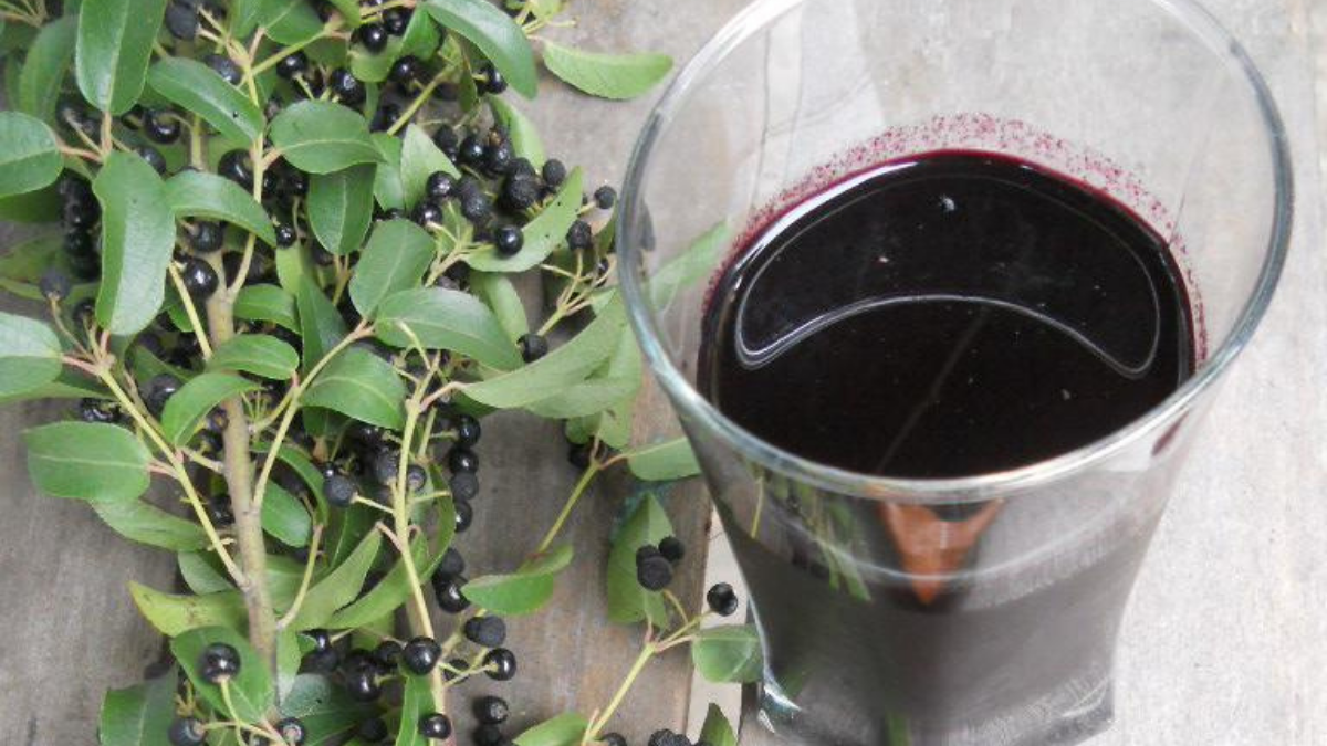 Beneficios del maqui, propiedades, cómo preparar y contraindicaciones ...