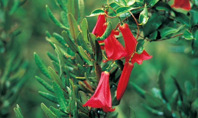 ¡Viva Chile y el copihue! — Radio Imagina