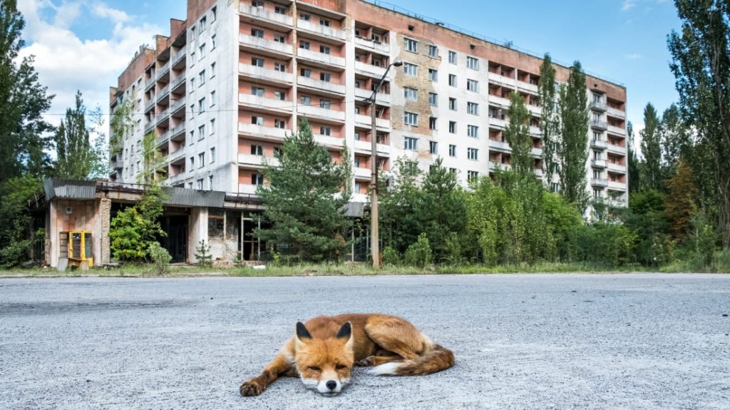 Animales mutantes en Chernobyl: Especies que sobrevivieron la radiación ...