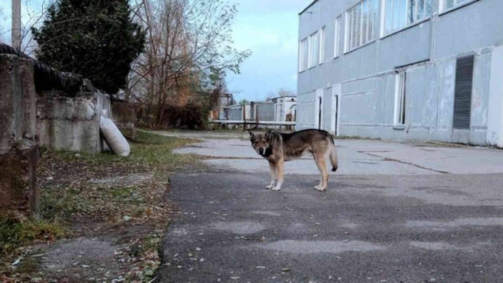 Animales mutantes en Chernobyl: Especies que sobrevivieron la radiación ...