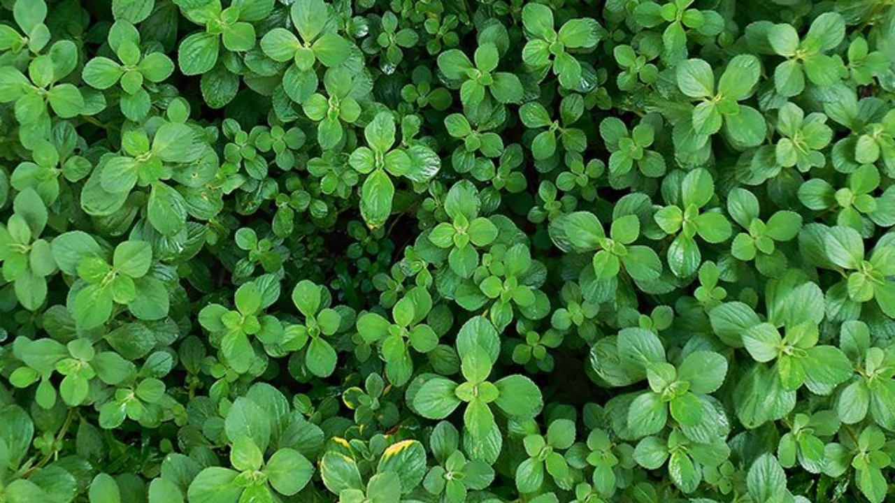 Boldo: Conoce todos los beneficios de esta planta medicinal — Radio Imagina