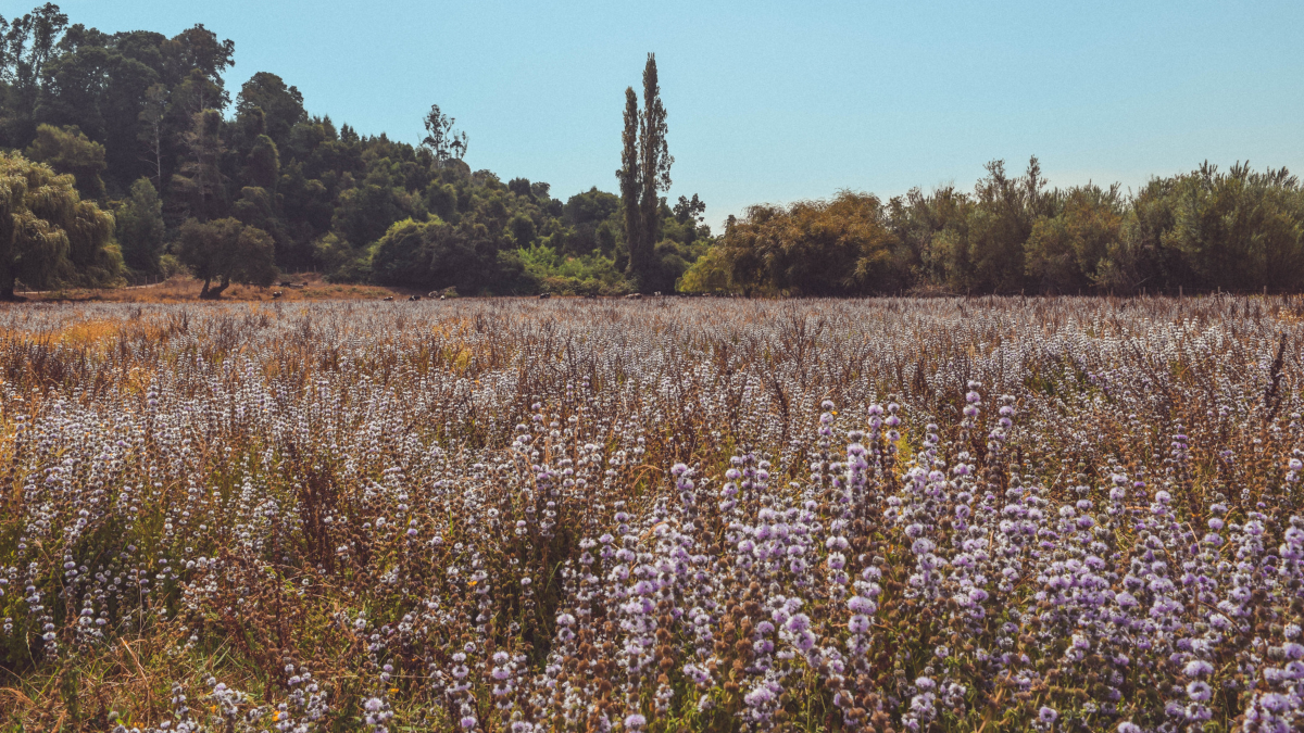 Poleo: Beneficios, propiedades, cómo preparar y contraindicaciones ...