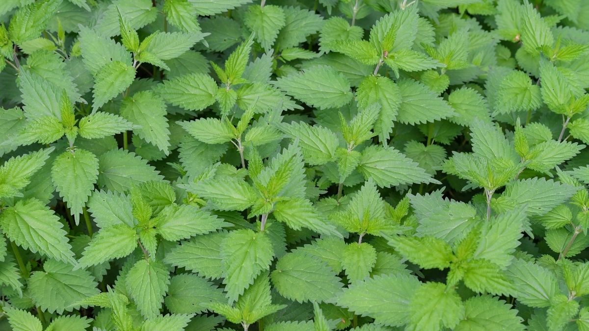Ortiga: Qué es, beneficios, cómo preparar y sus contraindicaciones ...