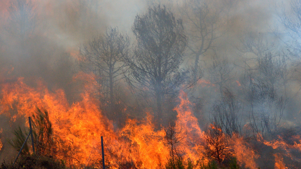 ¿Cómo ayudar a las personas afectadas por los incendios forestales ...