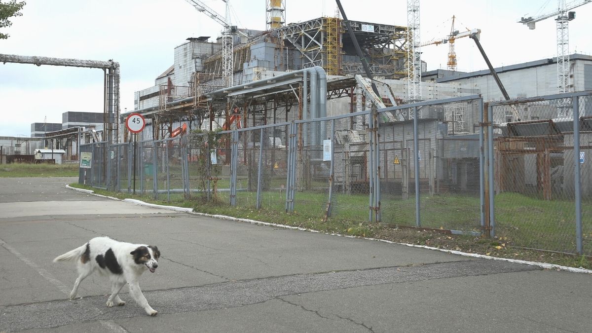 Animales en Chernobyl: qué cambios han sufrido tras la falla nuclear ...
