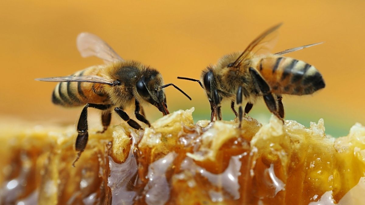 ¡5 beneficios de la miel de abeja para nuestra salud! — Radio Imagina