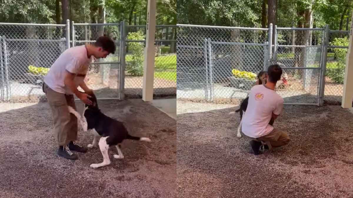 El emotivo reencuentro entre un perrito y su dueño tras 3 meses — Radio ...