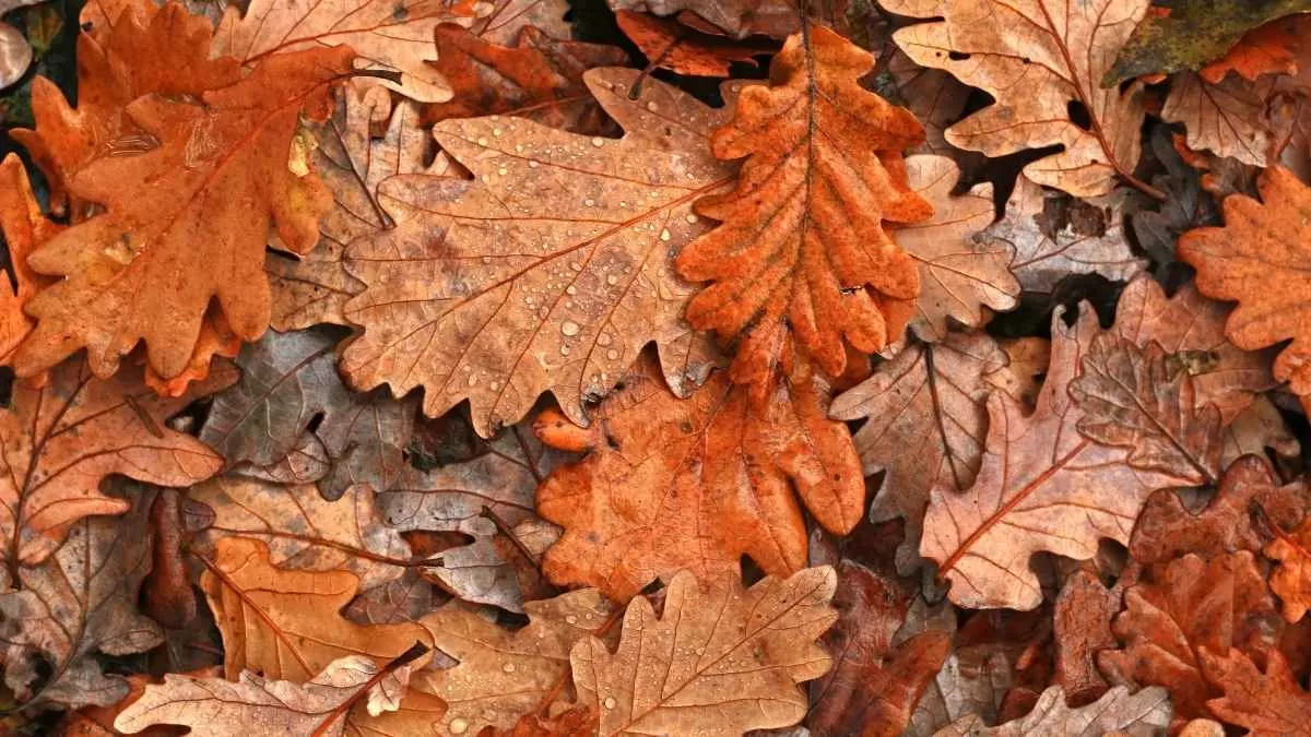 Comienza el otoño en Chile: Revisa la hora exacta y cuándo será el ...